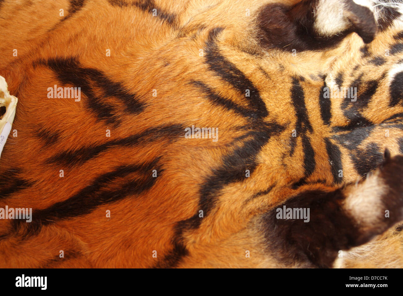 Details on tiger skin Stock Photo - Alamy