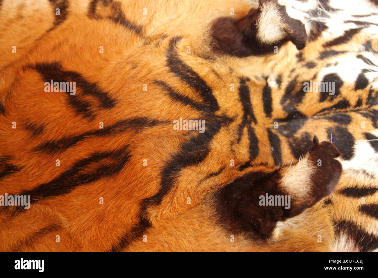 Tiger skin hi-res stock photography and images - Alamy