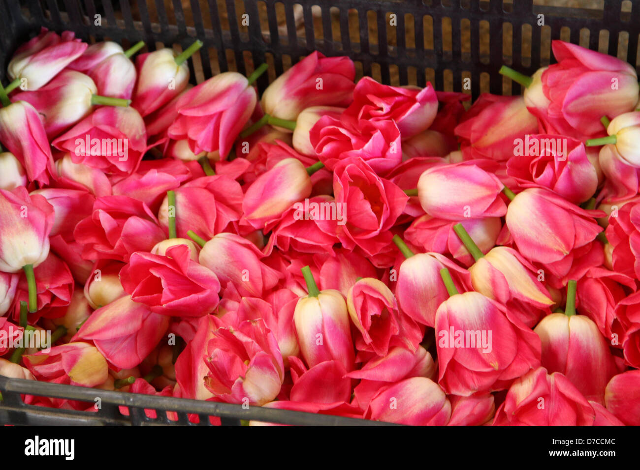 Spalding, Lincolnshire, UK. 3rd May 2013. Spalding Flower Festival - 99 ...