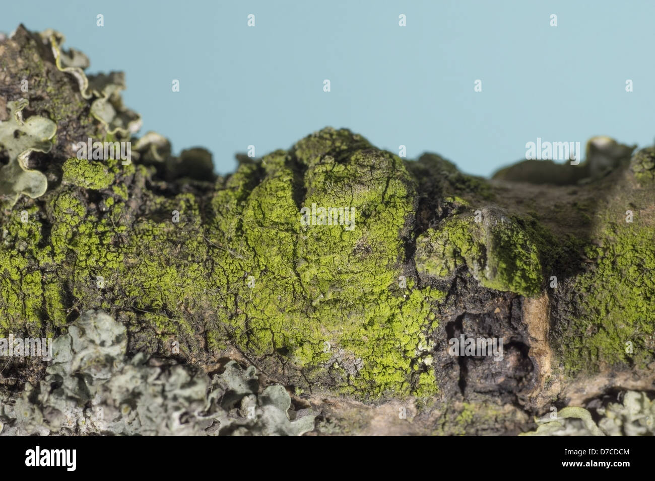 Lichen tree hi-res stock photography and images - Alamy