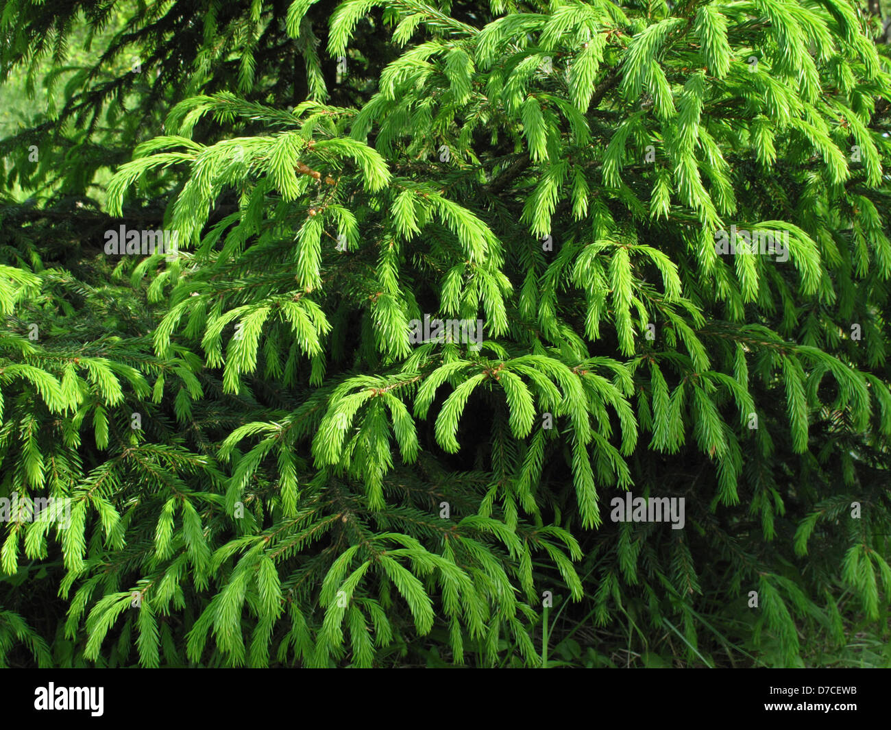 fur tree branches with young runaways background Stock Photo - Alamy