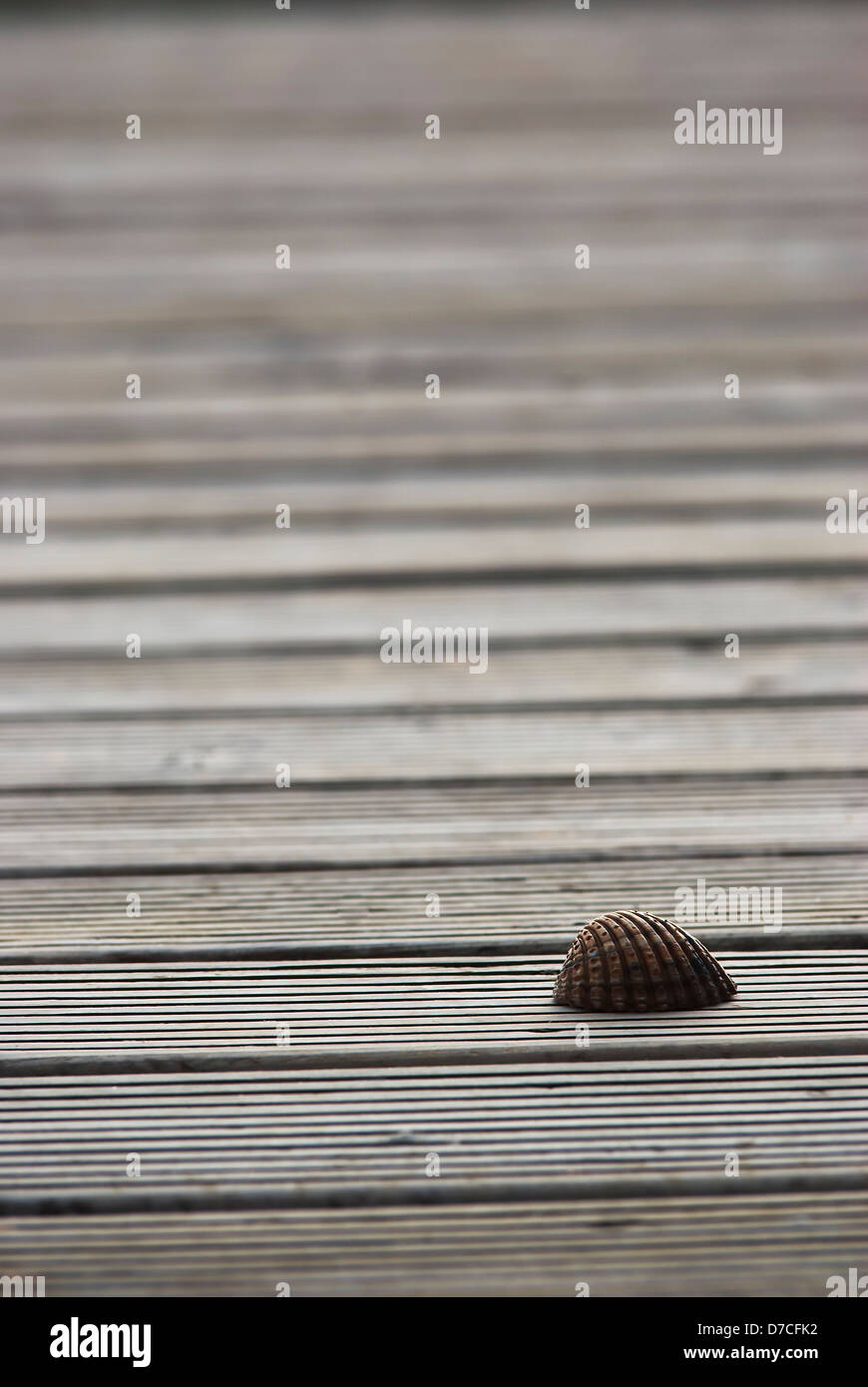 one seashell on the wood, nature background Stock Photo - Alamy