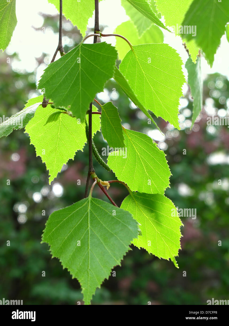 branch of a spring birch tree with green foliage Stock Photo - Alamy