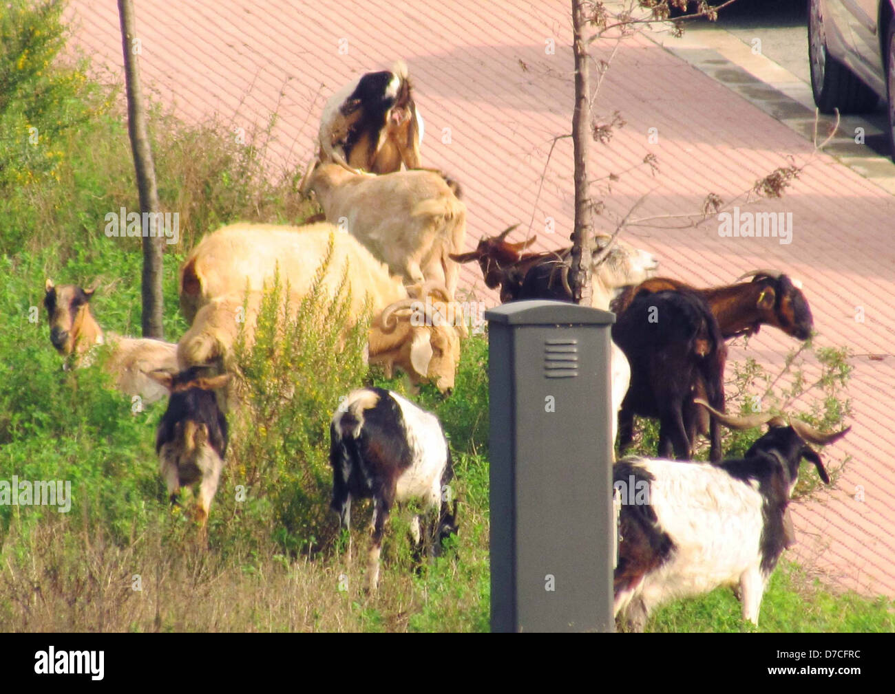 Street Food Goats It's not every day you see a goat snacking away in ...