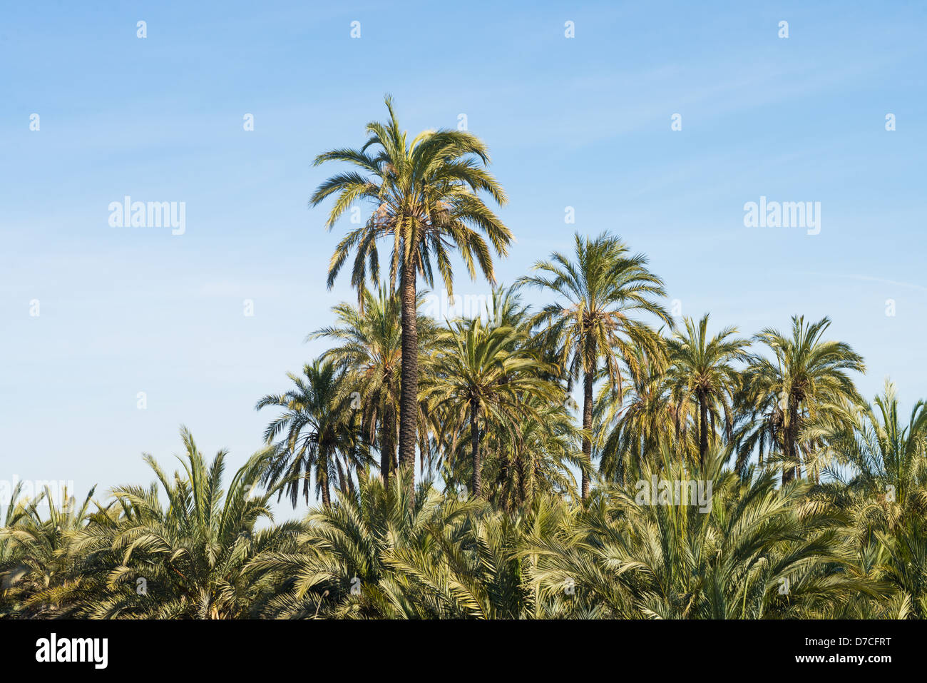Tall specimens hi-res stock photography and images - Alamy