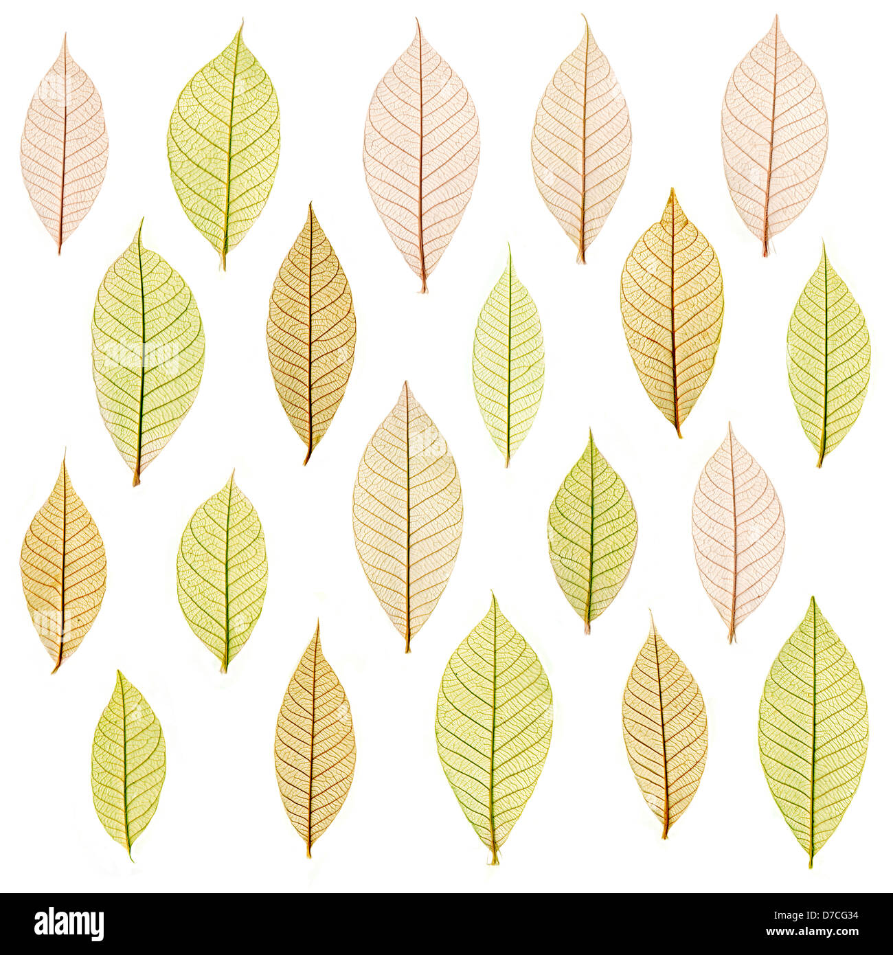 Translucent green leaf Cut Out Stock Images & Pictures - Alamy