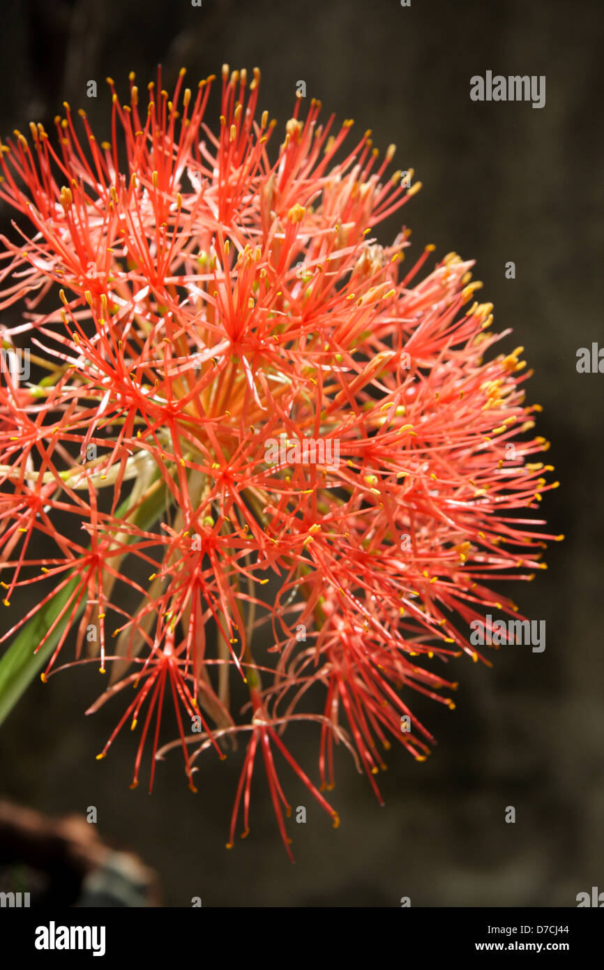 Blood Flower, Katherine Wheel (Haemanthus multiflorus katharinae Stock ...