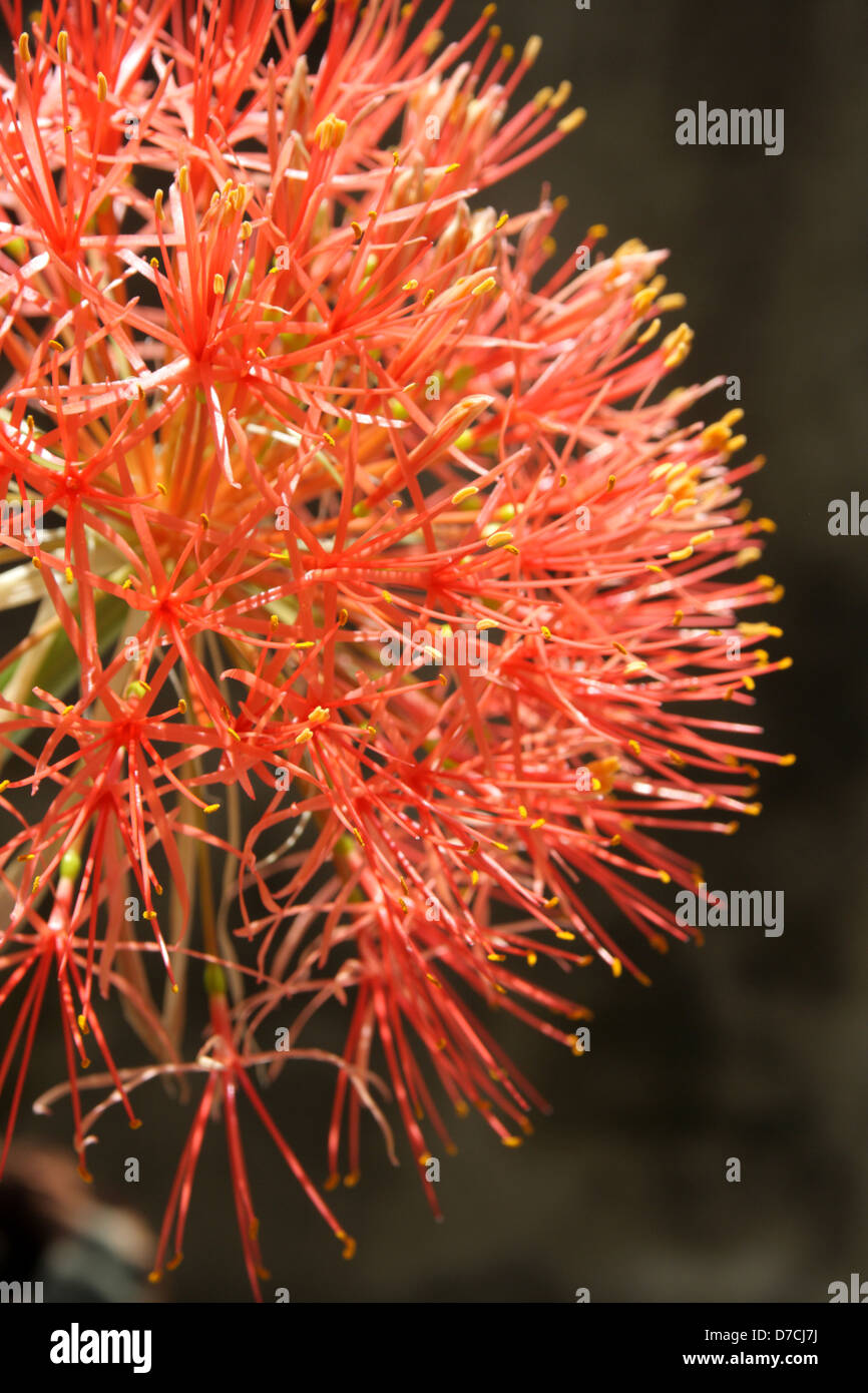 Blood Flower, Katherine Wheel (Haemanthus multiflorus katharinae Stock ...