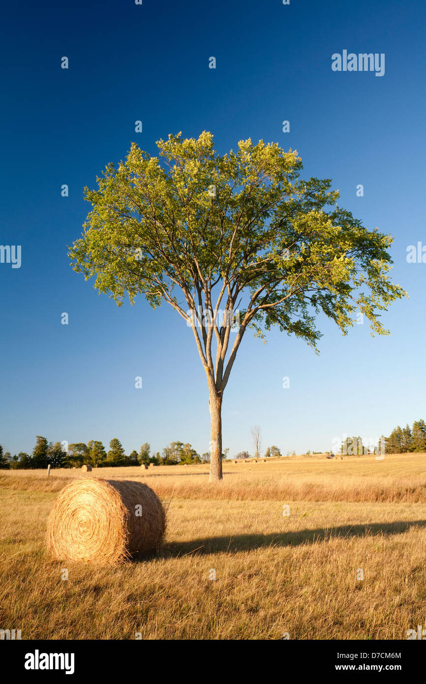 Hay bale and single tree in a field. Simcoe County, Ontario, Canada ...