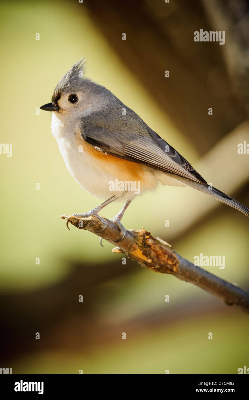 Tufted titmouse (baeolophus bicolor);Ohio united states of america ...