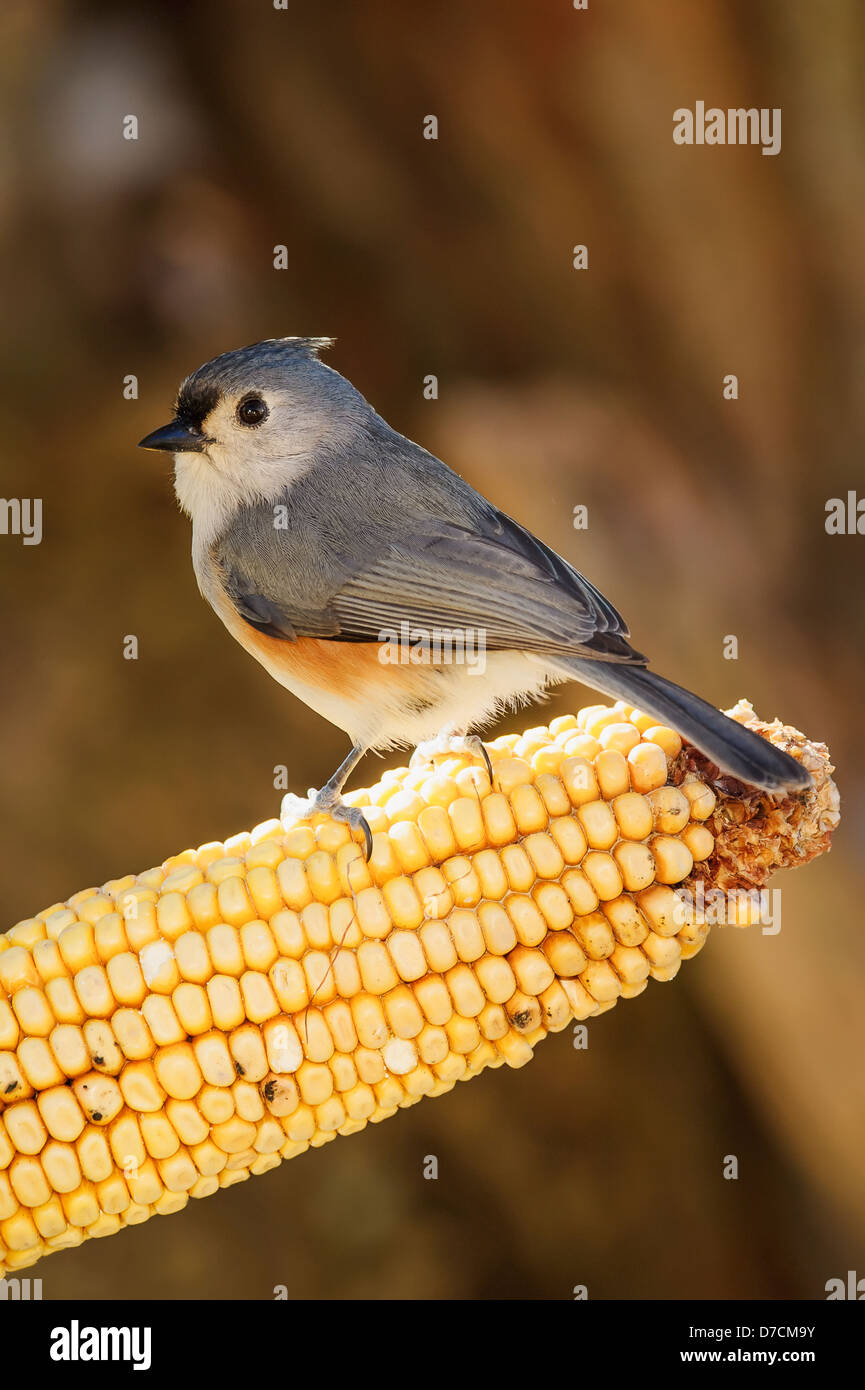 Tufted titmouse (baeolophus bicolor) sitting on a cob of corn;Ohio ...