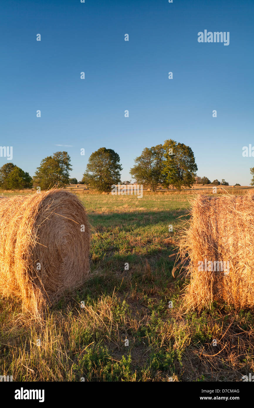 Hay bales in a farmer's field at sunset. Simcoe County, Ontario, Canada ...
