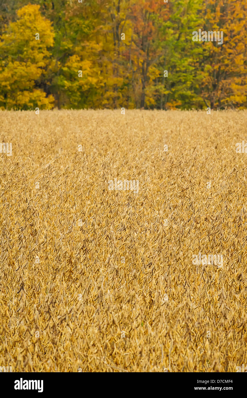 Soybeans growing in a field;Ohio united states of america Stock Photo ...