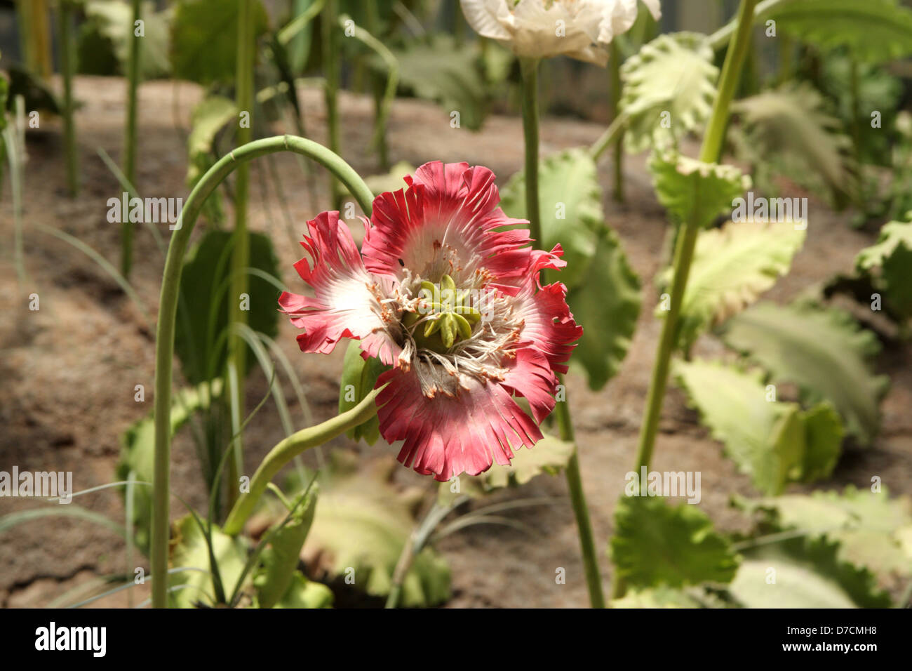 Opium poppy at Hall of Opium Museum in Chiang Rai Province Stock Photo ...