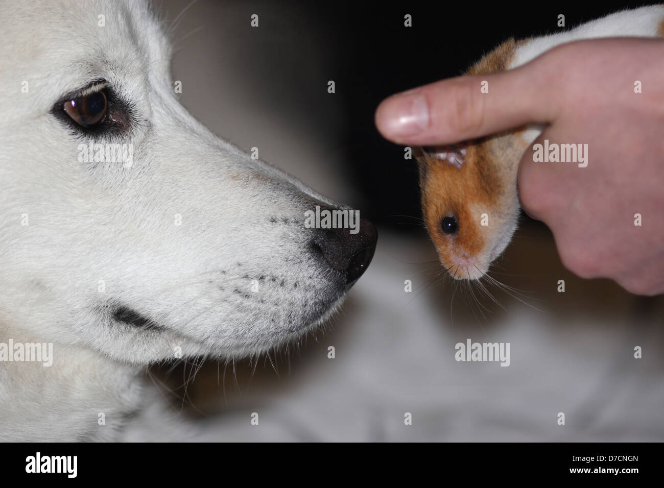 New friend introduce hi-res stock photography and images - Alamy