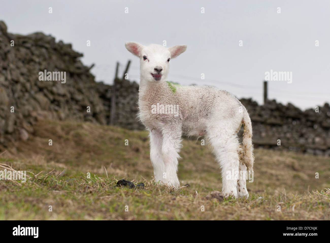 Cute lamb hi-res stock photography and images - Alamy