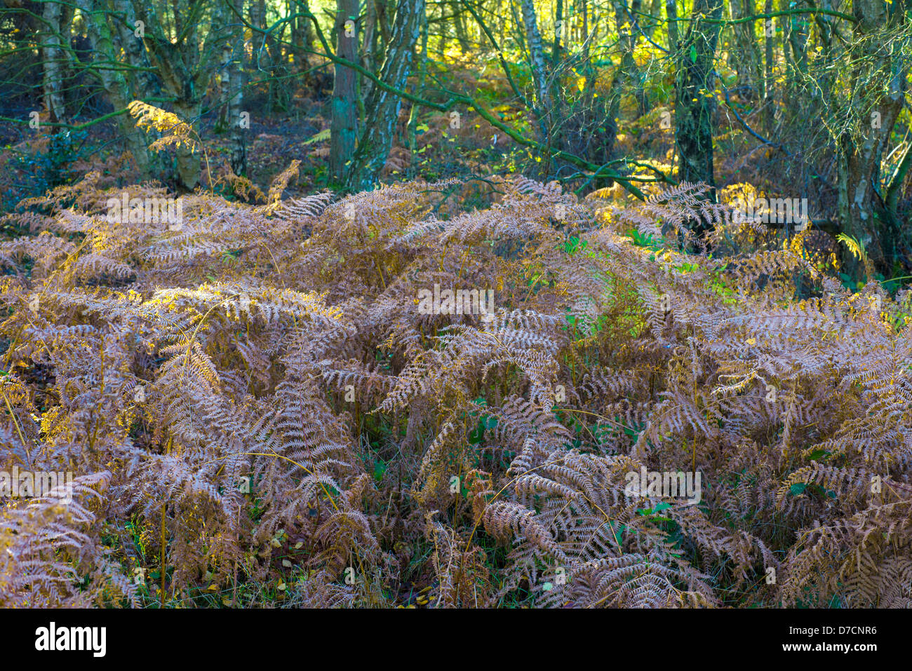 Light fore hi-res stock photography and images - Alamy