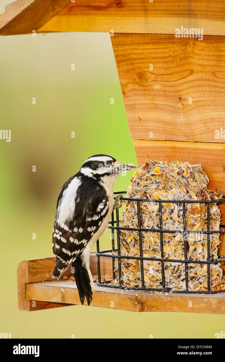 Downy woodpecker (picoides pubescens) eating seed at a bird feeder;Ohio ...