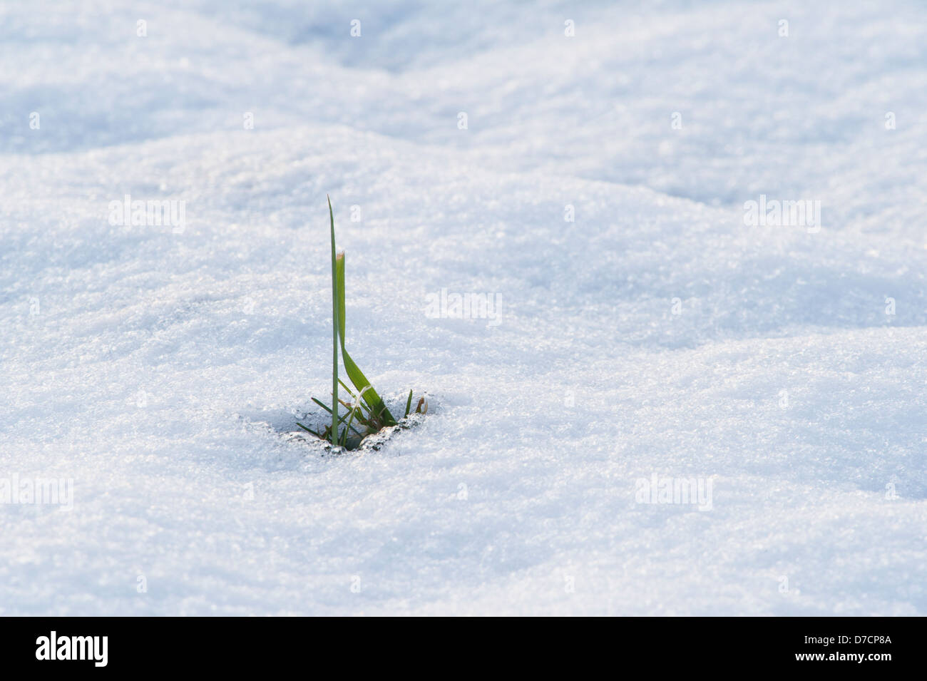 Blades of green grass poking up through the snow;Ohio united states of ...