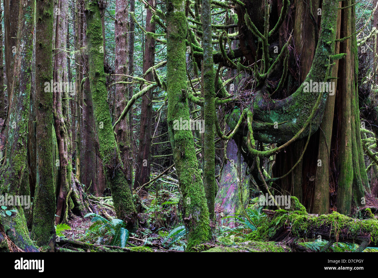 Pacific rim national park tree trunk hi-res stock photography and ...