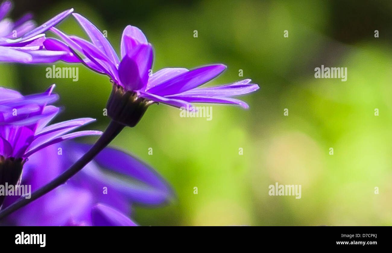 A blue Senetti flower in a sunlit garden Stock Photo - Alamy