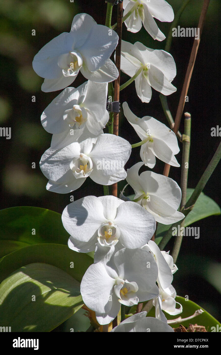 A stem ofOriental Orchid Flowers Stock Photo - Alamy