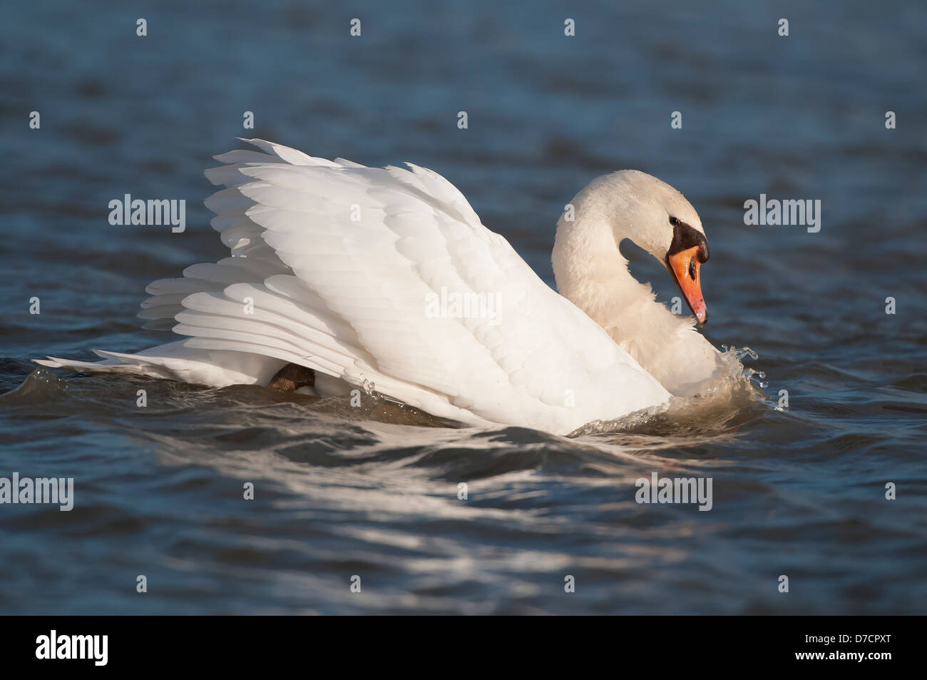 bird swimming on water Stock Photo - Alamy
