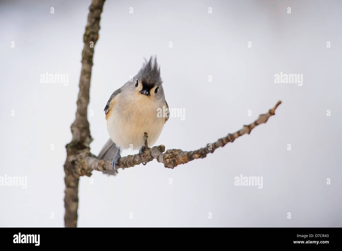 Tufted titmouse (baeolophus bicolor);Ohio united states of america ...