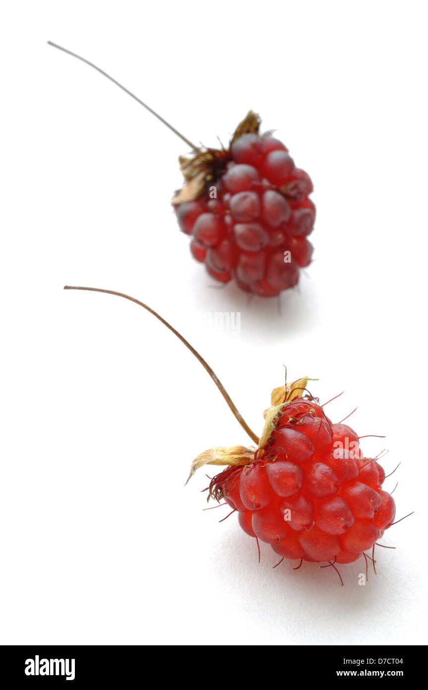Ripe red and orange wild raspberries Stock Photo - Alamy
