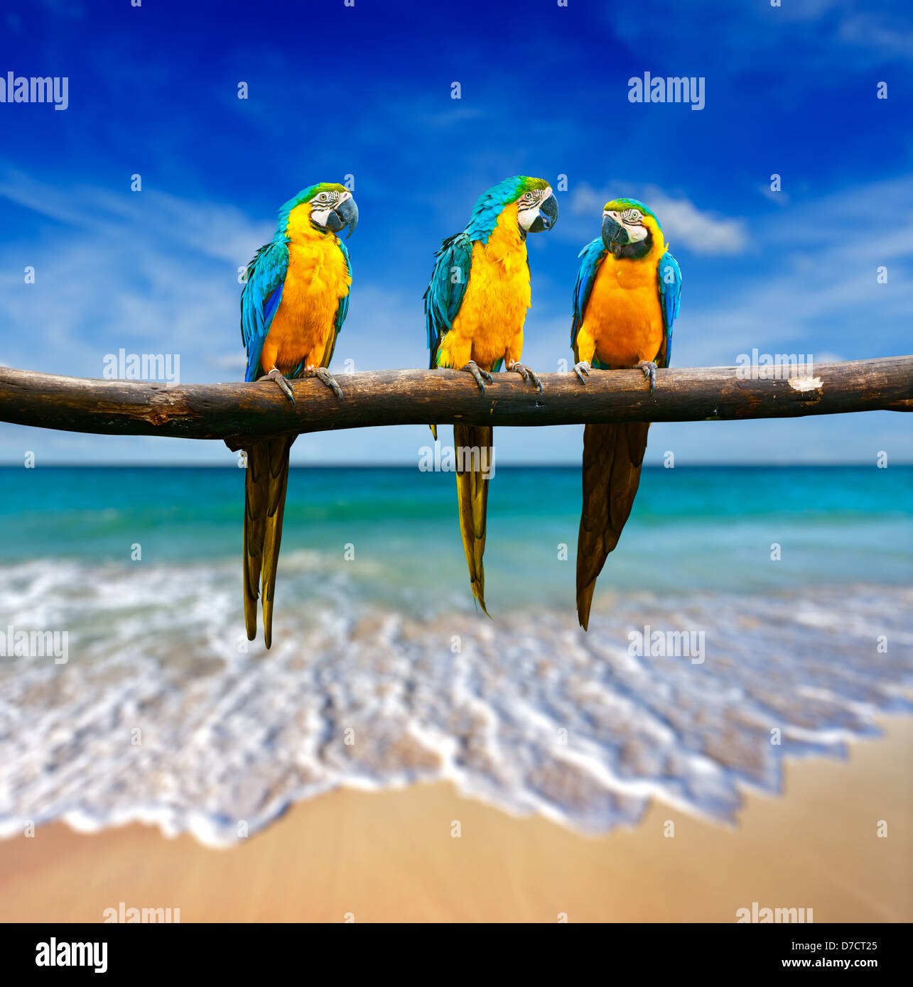 Tropical vacation concept - three parrots (Blue-and-Yellow Macaw (Ara ...