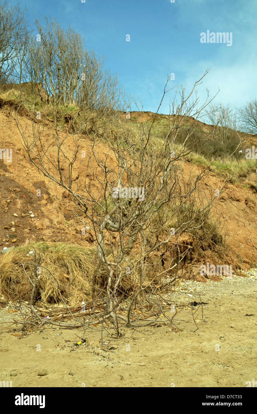 Dried bush hi-res stock photography and images - Alamy