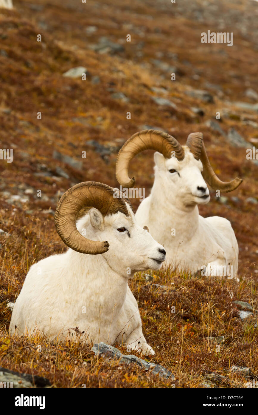 Ram laying down hi-res stock photography and images - Alamy