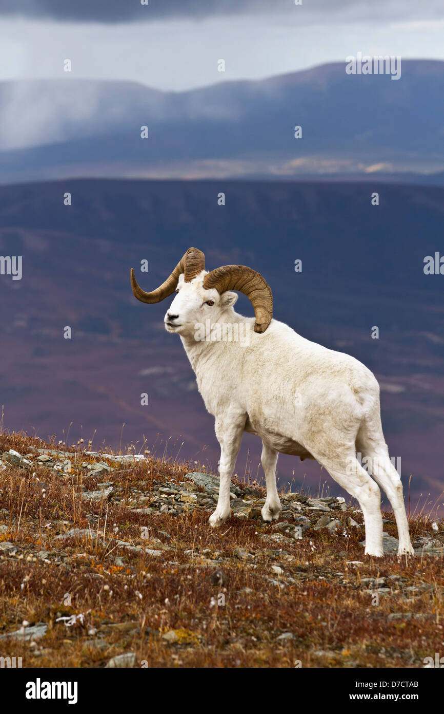 Dall's sheep ram standing on ridge top in alpine tundra in autumn with ...