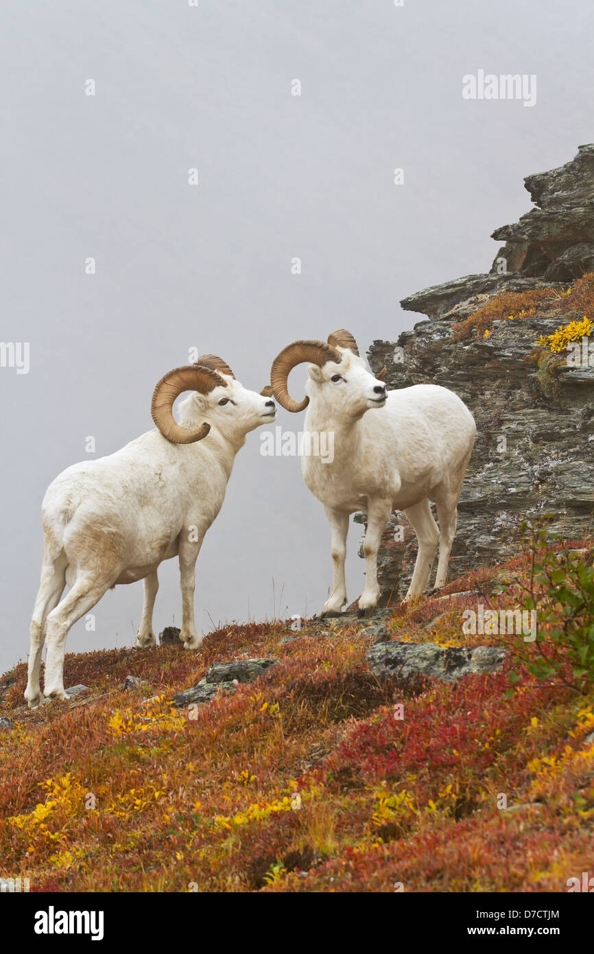 Alpine tundra rock formation hi-res stock photography and images - Alamy