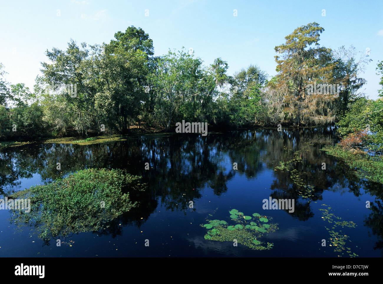 Elk283-2470 Louisiana, Jean Lafitte National Historic Park, Barataria ...