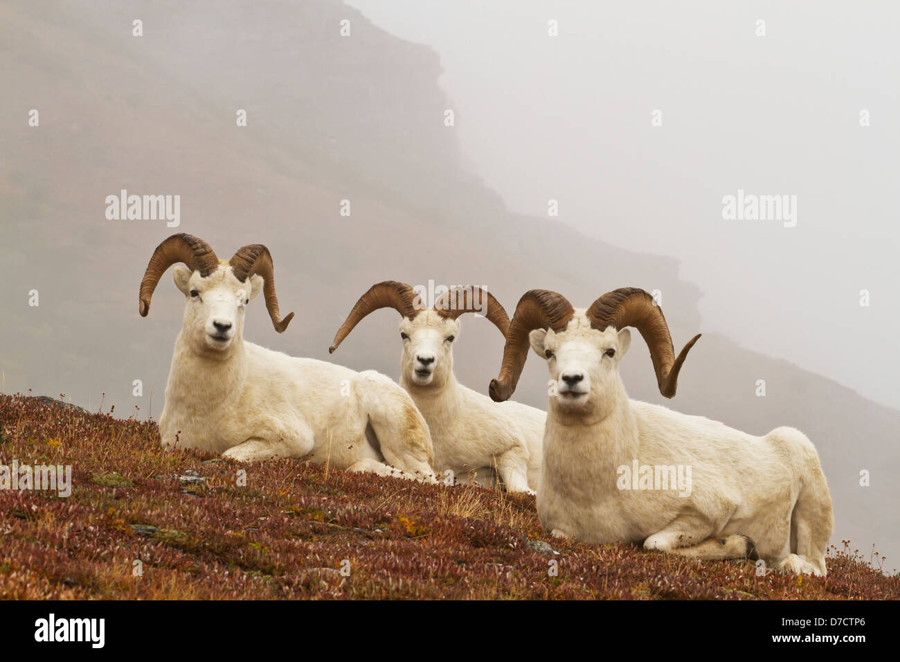 Dall's sheep (ovis dalli) rams resting on rocky ridge in alpine tundra ...