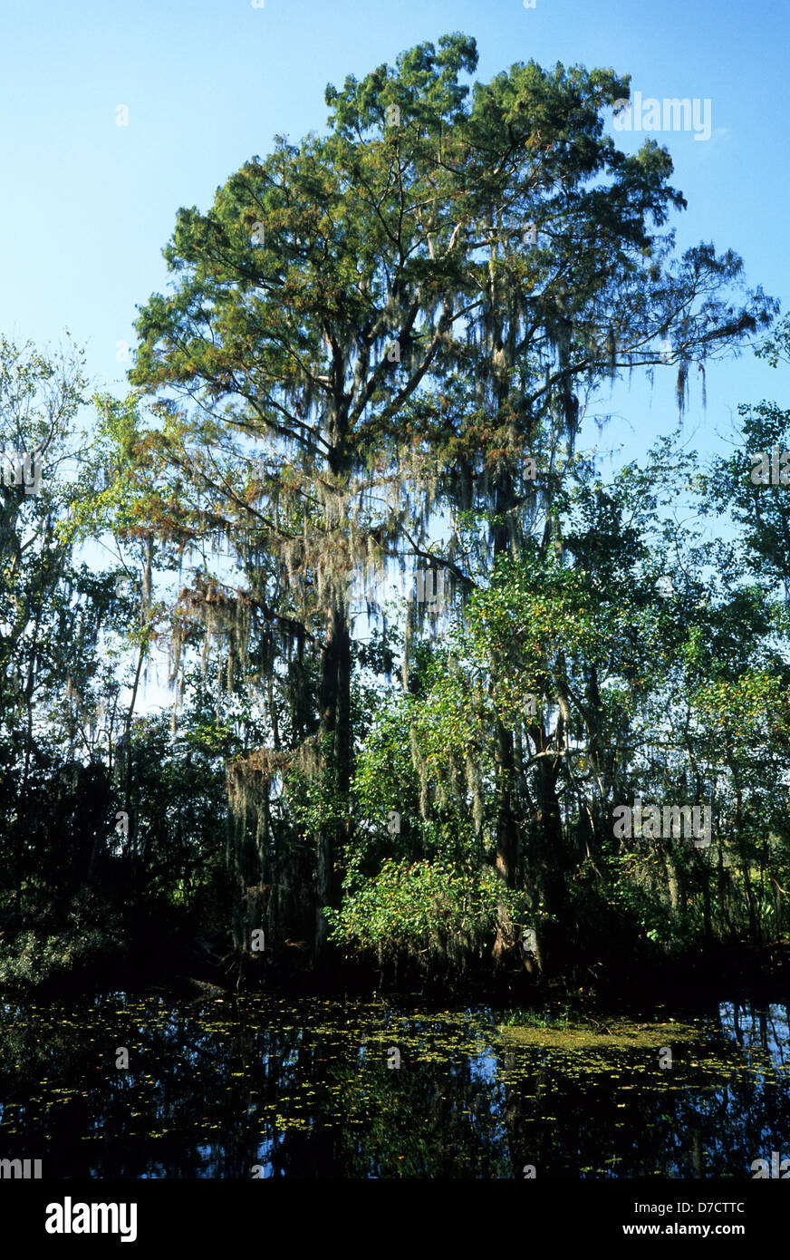 Elk283-2480v Louisiana, Jean Lafitte National Historic Park, Barataria ...