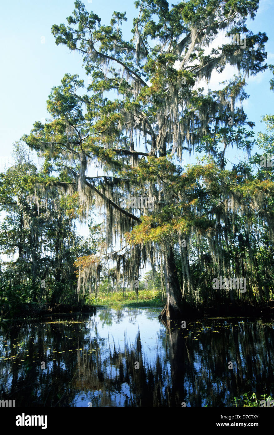 Elk283-2485v Louisiana, Jean Lafitte National Historic Park, Barataria ...