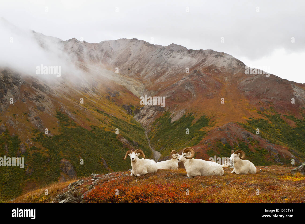 Dall's sheep (ovis dalli) rams resting on alpine tundra on ridge in ...