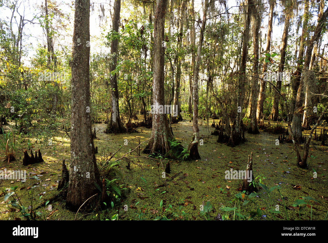 Barataria Preserve Stock Photos & Barataria Preserve Stock Images - Alamy