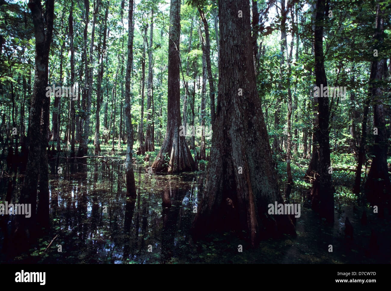 Elk283-2504 Louisiana, Jean Lafitte National Historic Park, Barataria ...