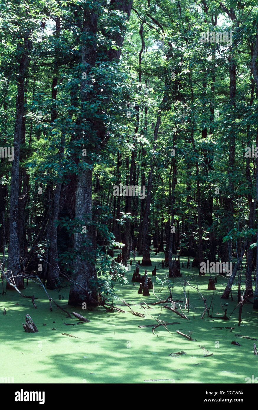 Elk283-2507v Louisiana, Jean Lafitte National Historic Park, Barataria ...
