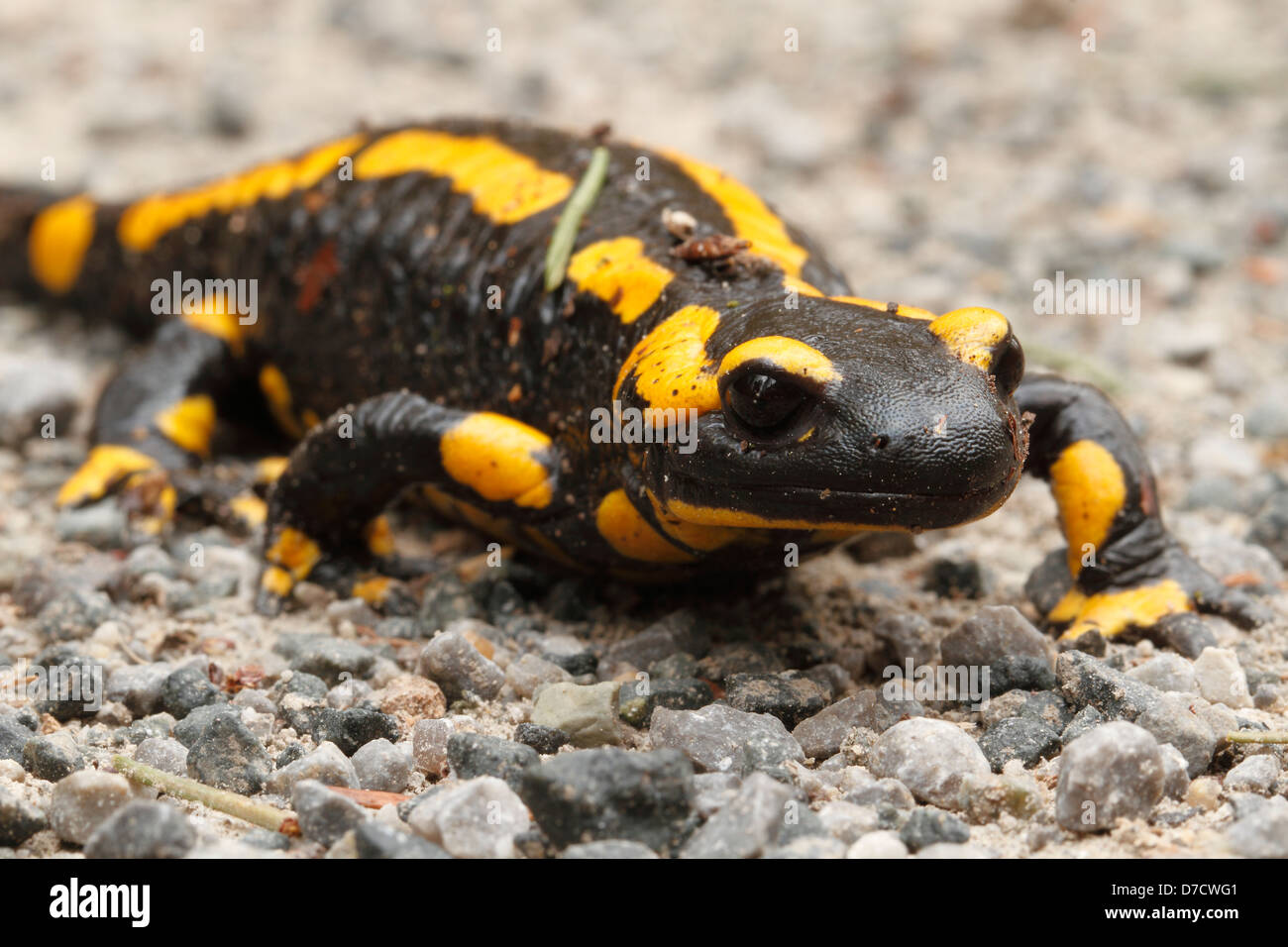 Fire Salamander (Salamandra salamandra terrestris Stock Photo - Alamy