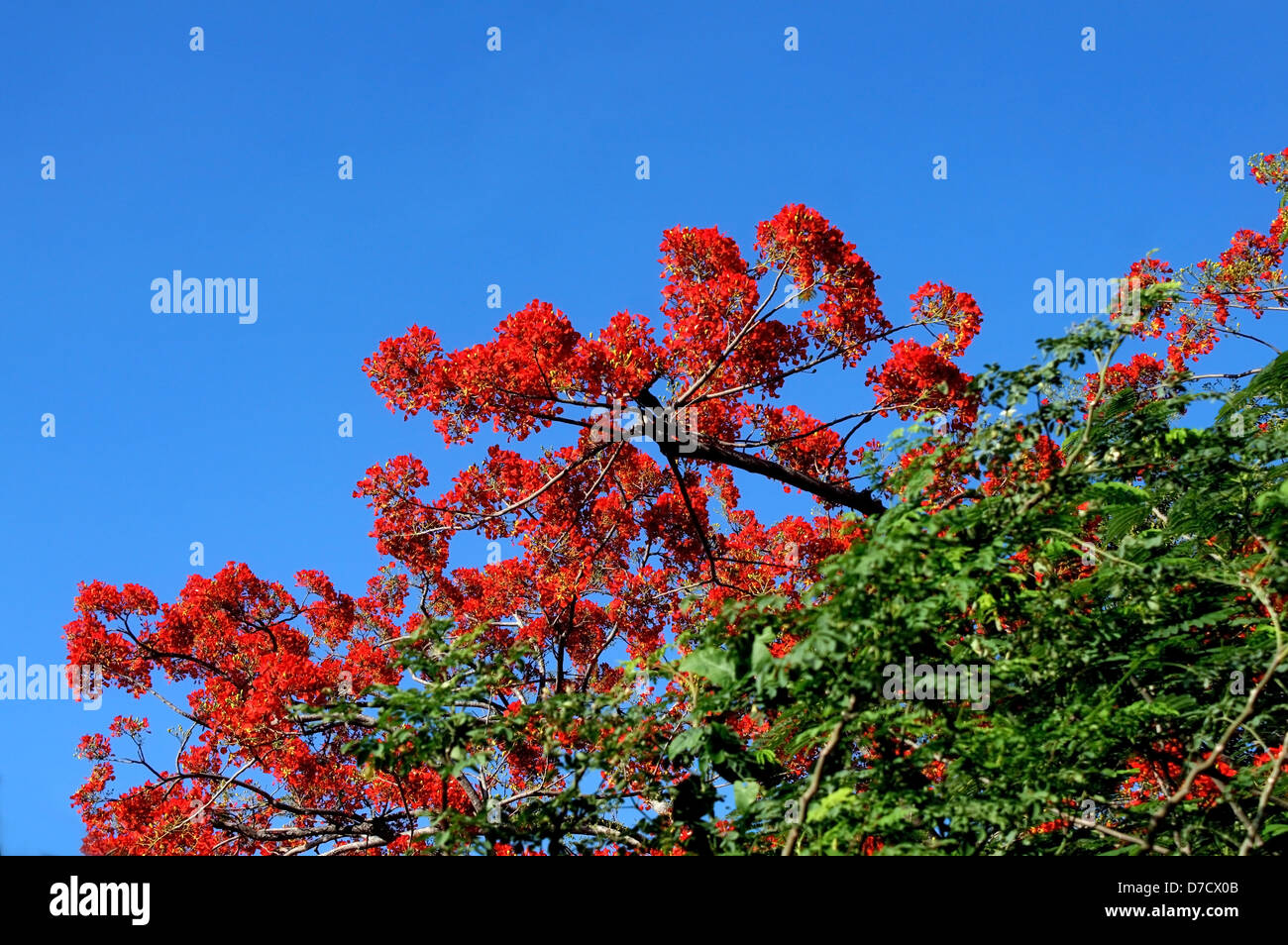 Deep Red- Orange flowers of Royal Poinciana or Flame tree Stock Photo ...