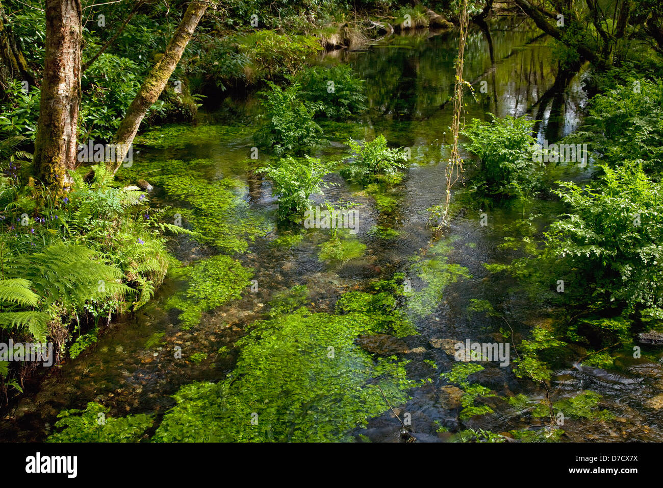 Killarney fern hi-res stock photography and images - Alamy