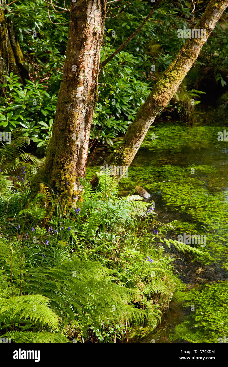 Killarney fern hi-res stock photography and images - Alamy