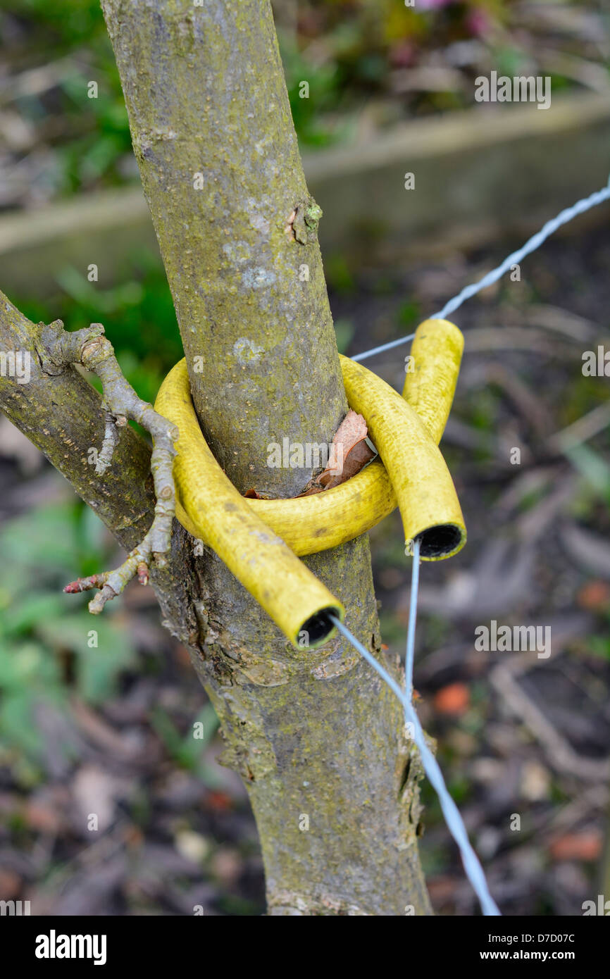 Apple growing cordon hi-res stock photography and images - Alamy