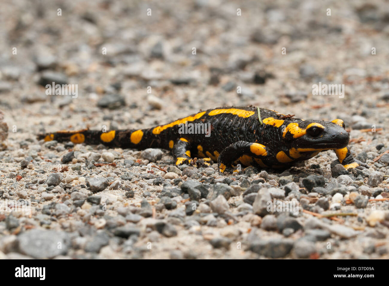 Fire Salamander (Salamandra salamandra terrestris Stock Photo - Alamy