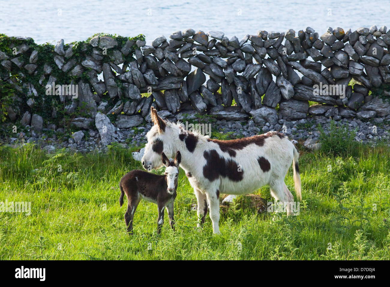A horse and calf standing beside a stone wall at the water's edge ...