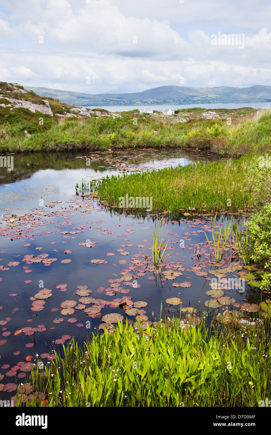 Lily pads floating in a tranquil pond with a view of dunmanus bay ...